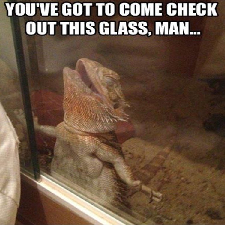 Get Ready to Dive into the World of Polygon Memes with Eye of Unity’s ...